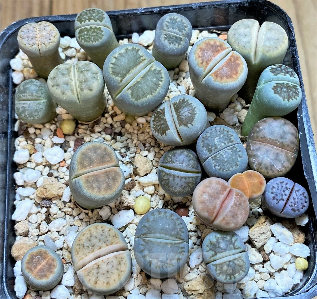 SHPR38969 Lithops mix – Cactus-online