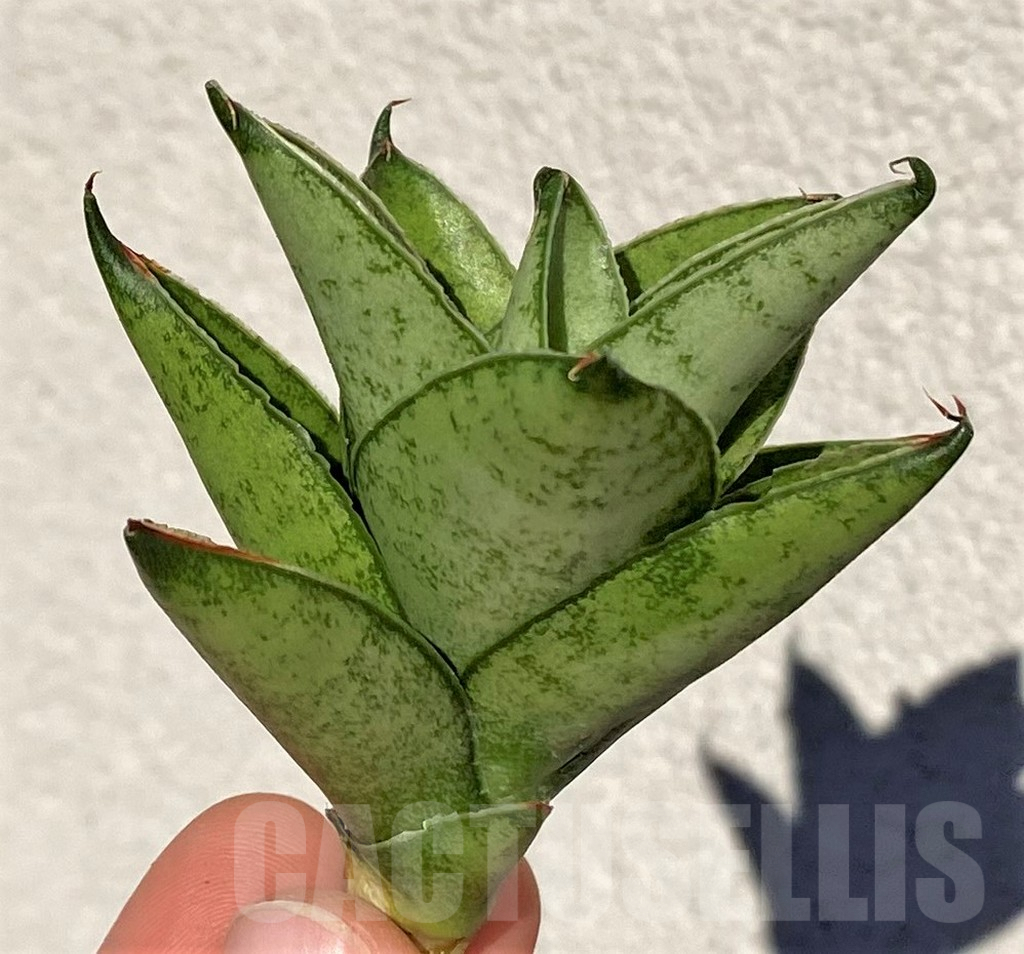 SHPR39000 Sansevieria ‘Pagoda’ – Кактус онлайн