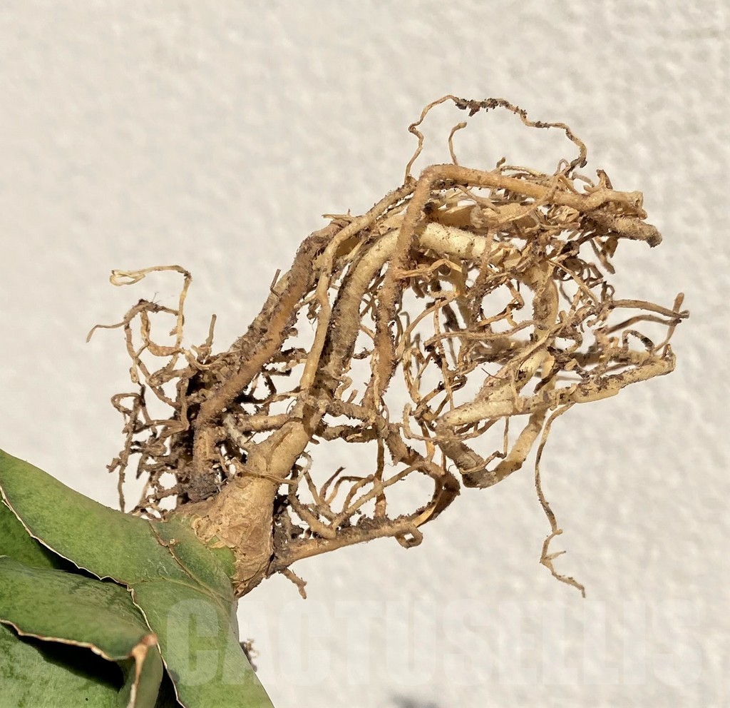 SHPR39006 Sansevieria ‘Hobbit’ hybrid – Cactus-online