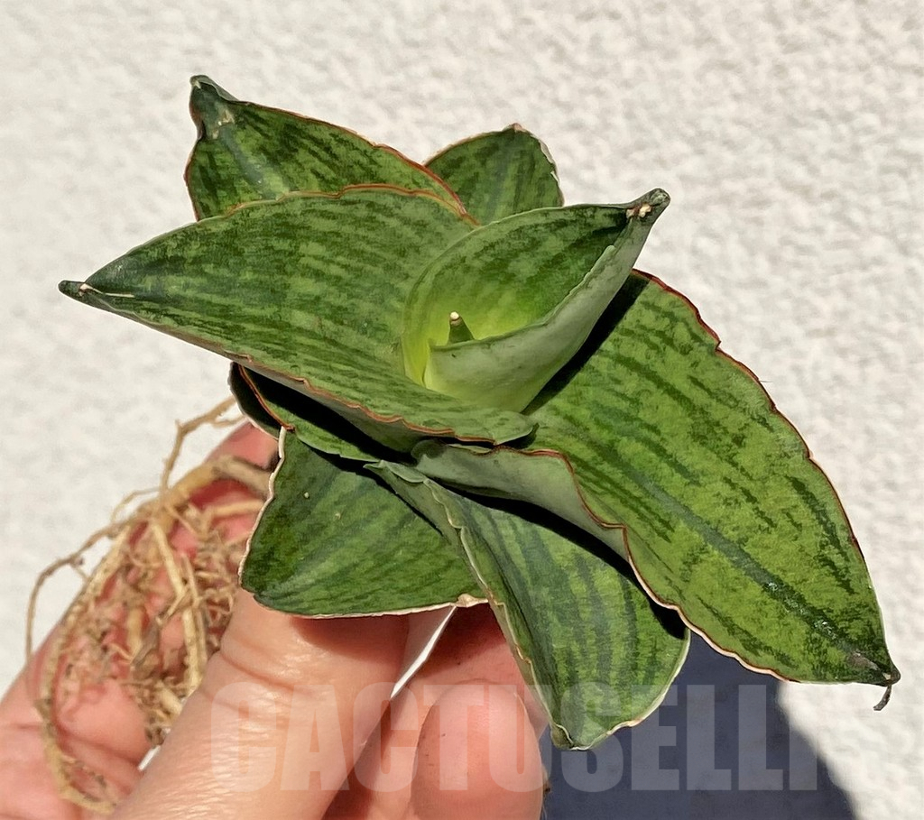 SHPR39006 Sansevieria ‘Hobbit’ hybrid – Cactus-online