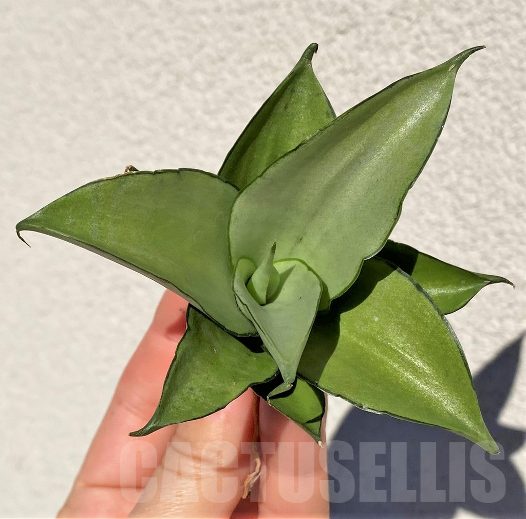 SHPR39007 Sansevieria ‘Manee Thaewee’ – Кактус онлайн