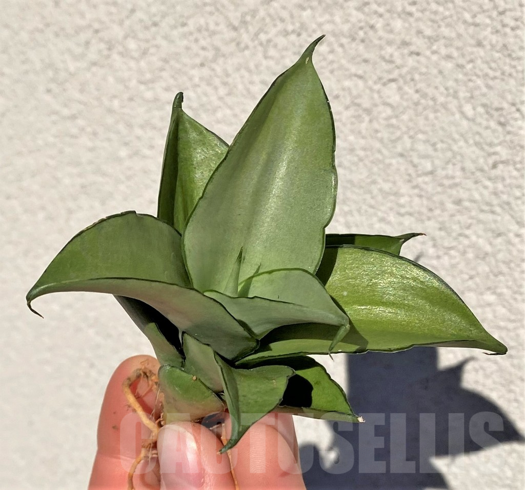 SHPR39007 Sansevieria ‘Manee Thaewee’ – Кактус онлайн