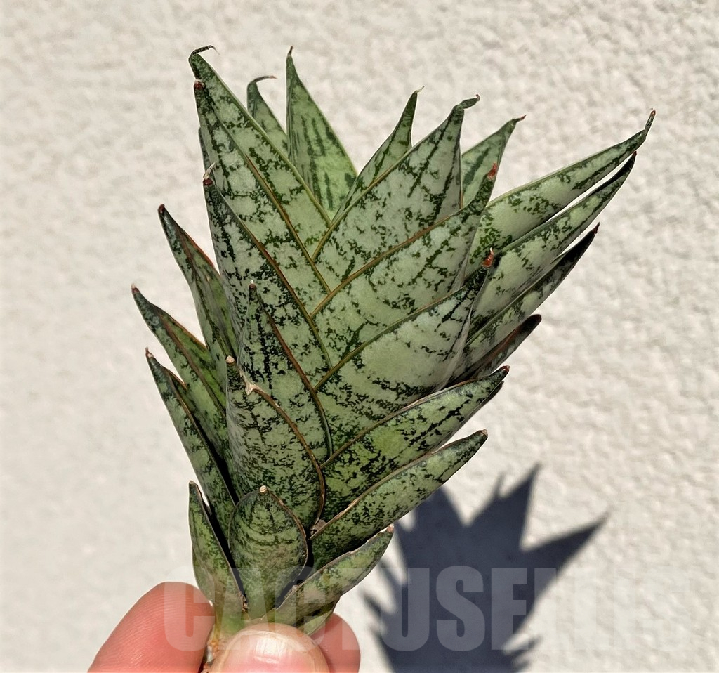 SHPR39008 Sansevieria ‘Margarita’ – Cactus-online