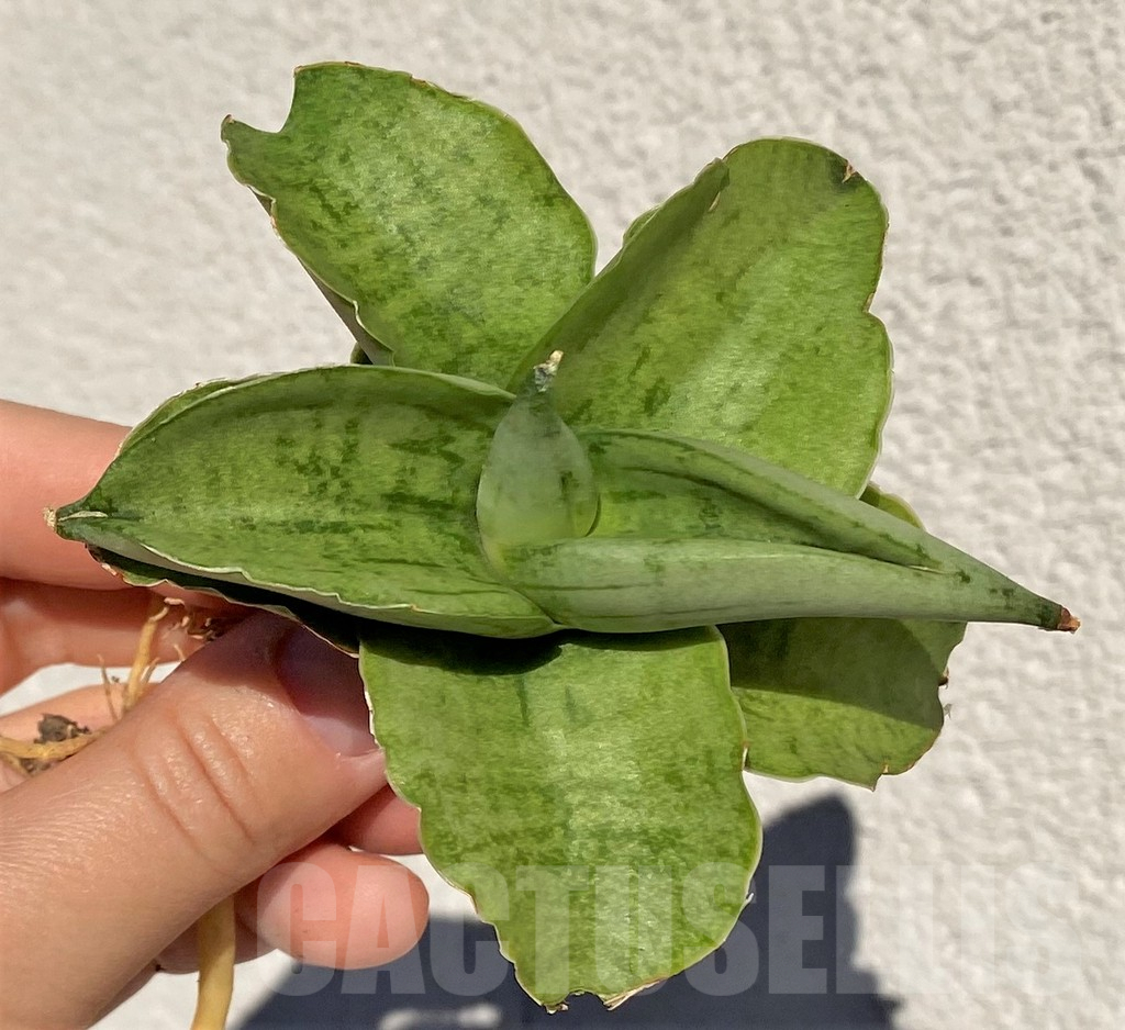 SHPR39013 Sansevieria ‘Hobbit’ hybrid – Кактус онлайн