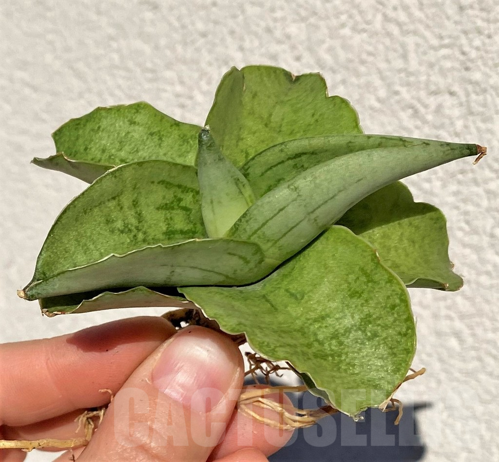 SHPR39013 Sansevieria ‘Hobbit’ hybrid – Кактус онлайн