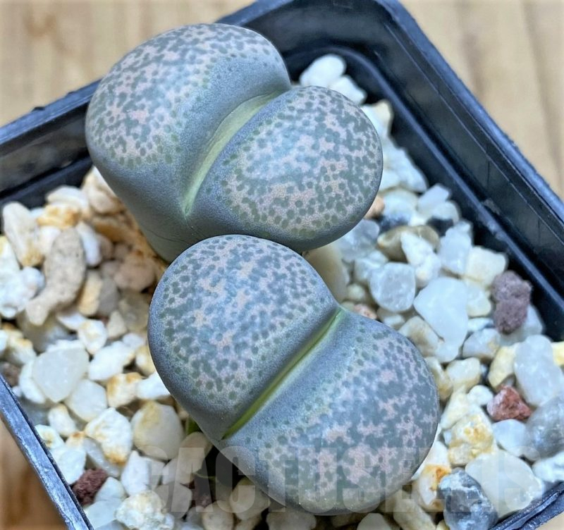 SHPR38669 Lithops localis aff. ‘Rosy’ – Cactus-online