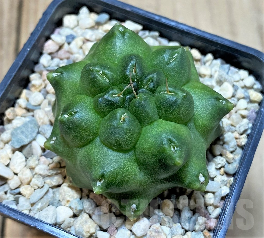 SHPR39121 Gymnocalycium mihanovichii ‘Transformer’ – Cactus-online
