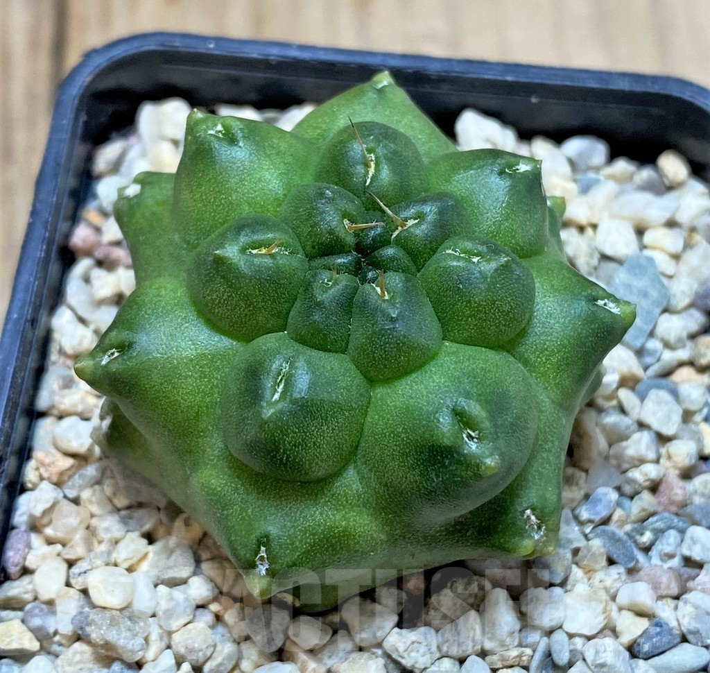 SHPR39121 Gymnocalycium mihanovichii ‘Transformer’ – Cactus-online