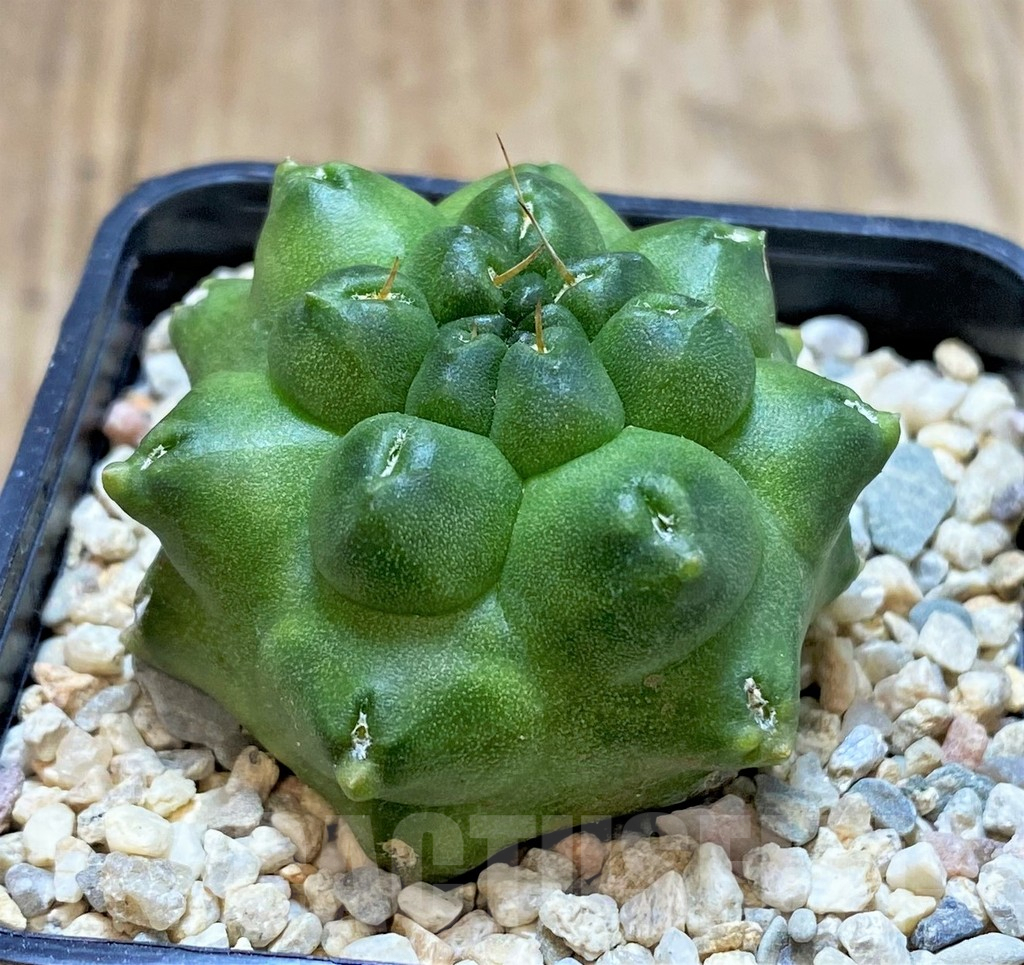SHPR39121 Gymnocalycium mihanovichii ‘Transformer’ – Cactus-online