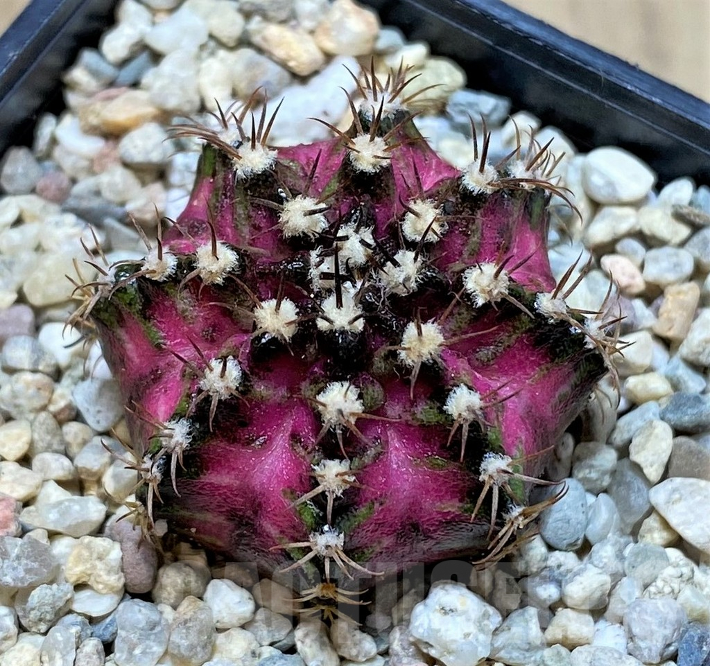 SHPR39122 Gymnocalycium mihanovichii T-Lux – Кактус онлайн