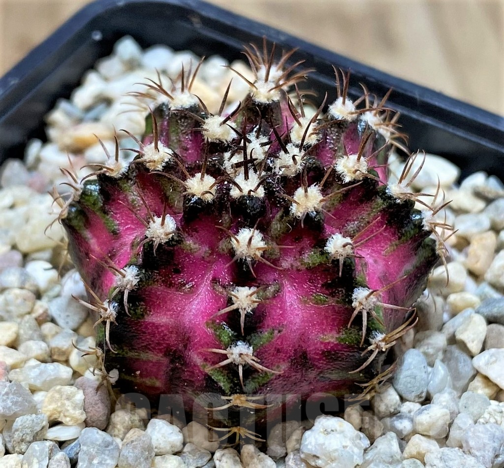 SHPR39122 Gymnocalycium mihanovichii T-Lux – Кактус онлайн