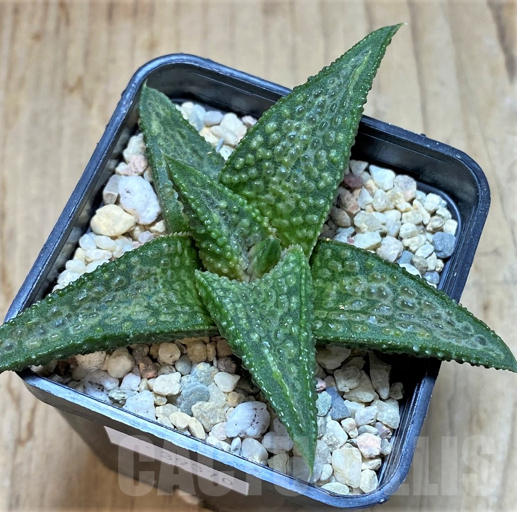SHPR39370 Haworthia ‘White Kin’ – Кактус онлайн