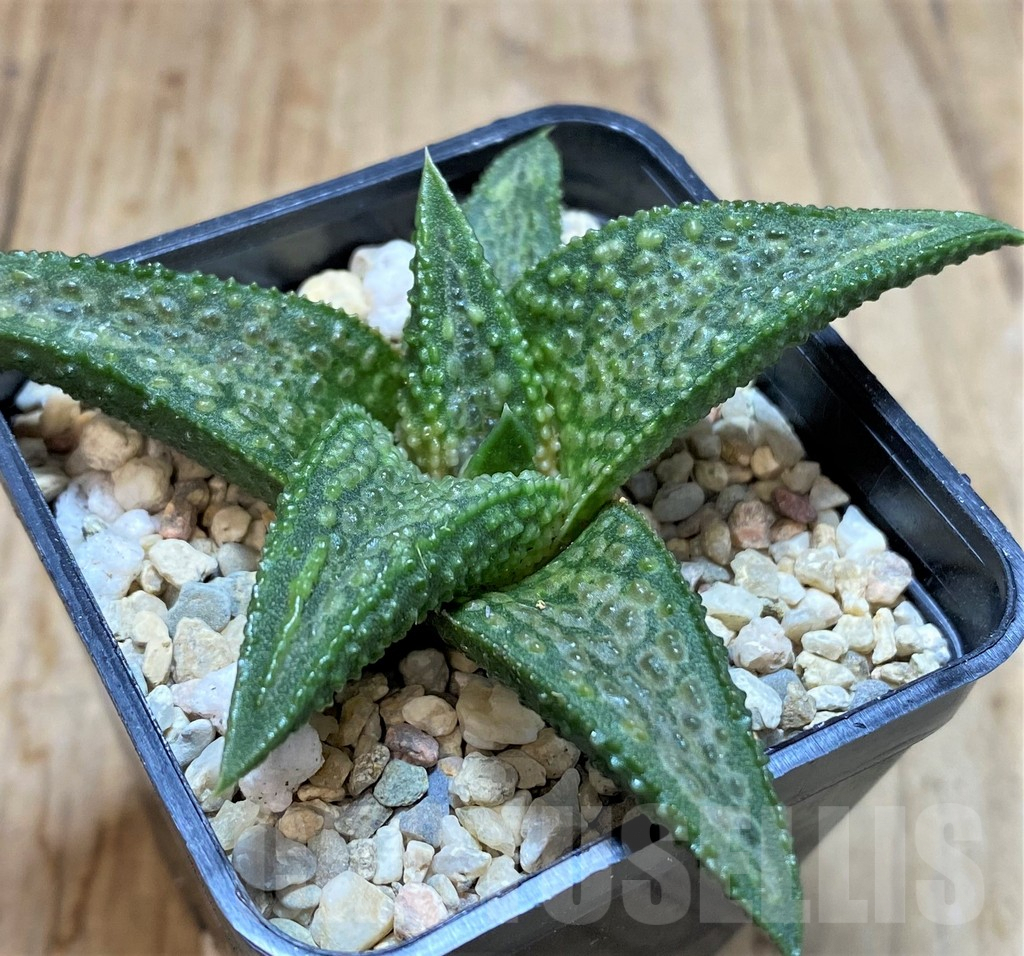 SHPR39370 Haworthia ‘White Kin’ – Кактус онлайн