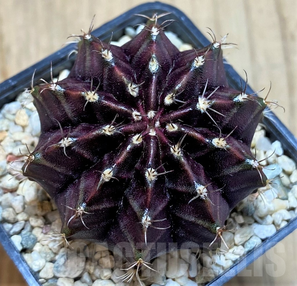 SHPR39623 Gymnocalycium mihanovichii ‘Black Widow’ x ‘Day Dream ...