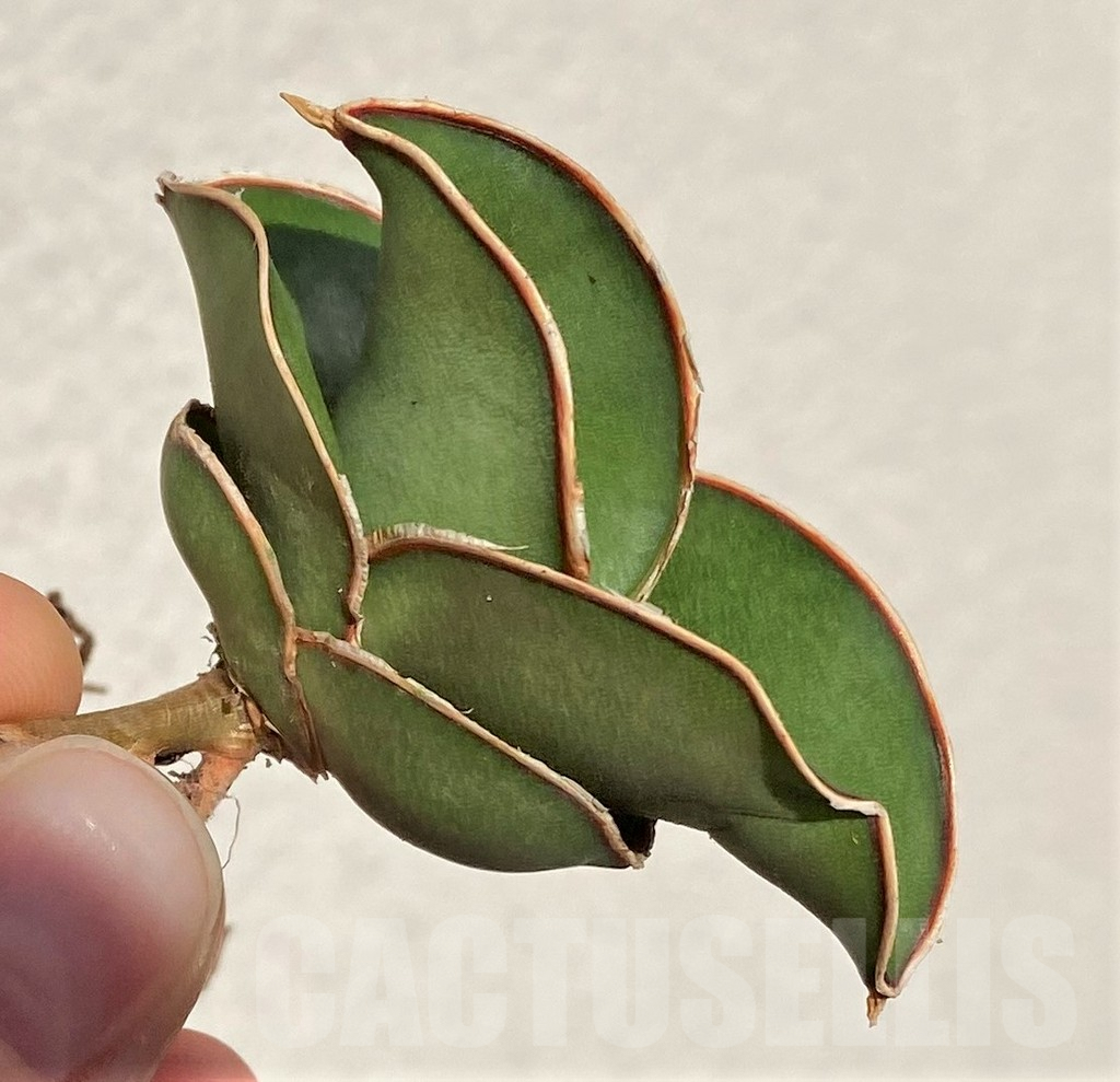 SHPR39084 Sansevieria ‘Banana’ – Cactus-online