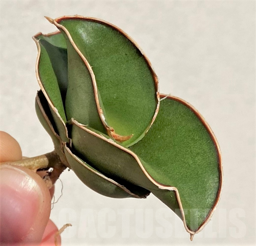 SHPR39084 Sansevieria ‘Banana’ – Cactus-online