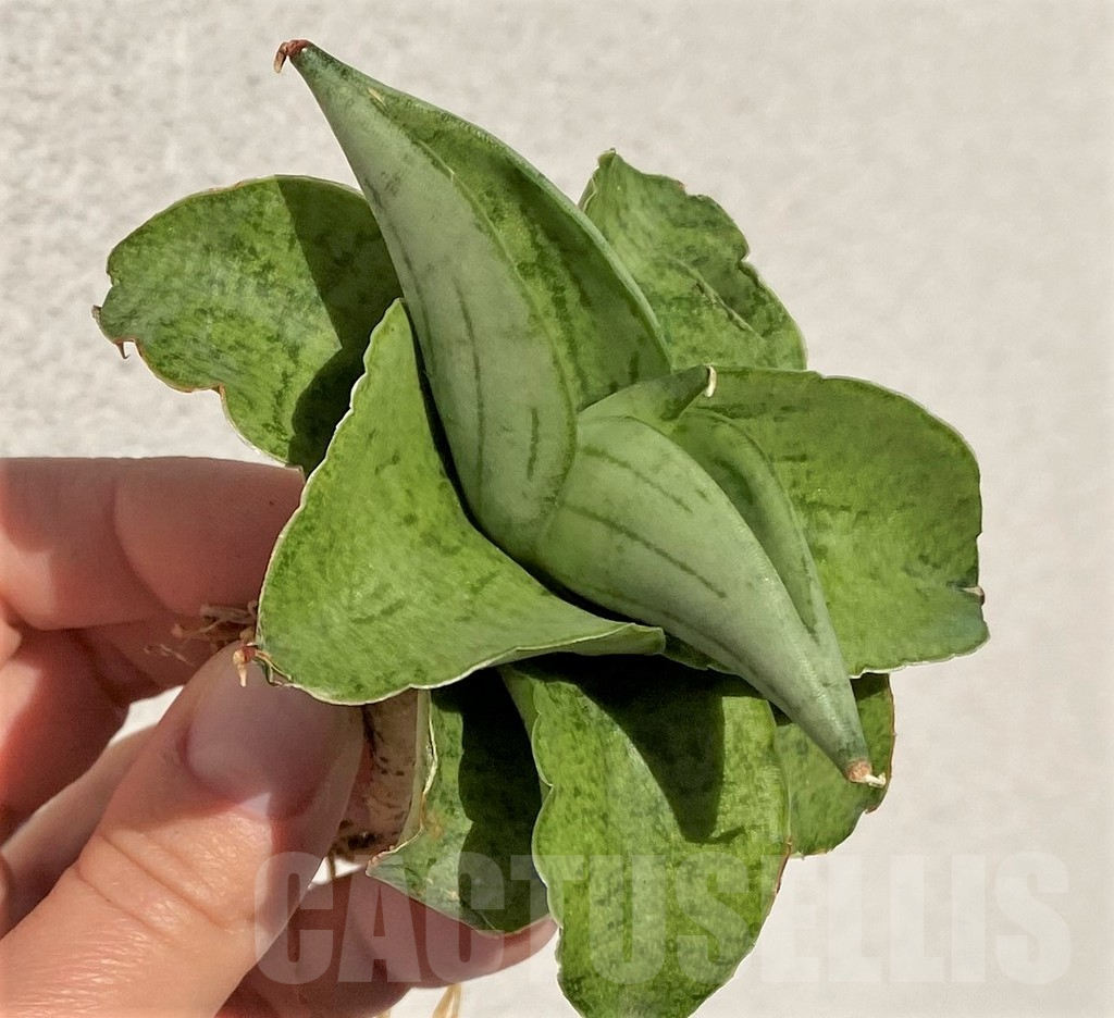 SHPR39085 Sansevieria ‘Hobbit’ hybrid – Cactus-online