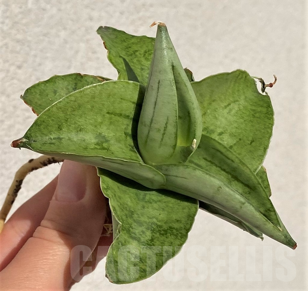 SHPR39085 Sansevieria ‘Hobbit’ hybrid – Cactus-online