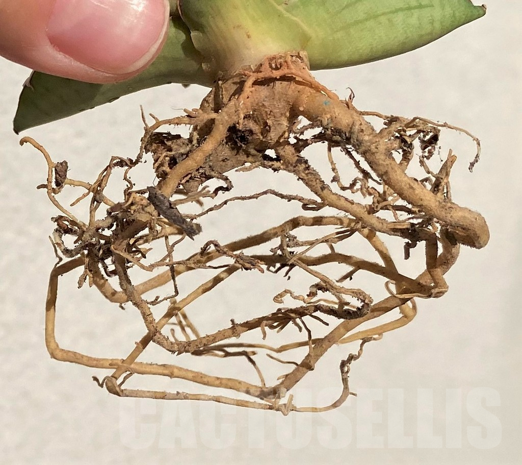 SHPR39086 Sansevieria ‘Hobbit’ hybrid – Cactus-online