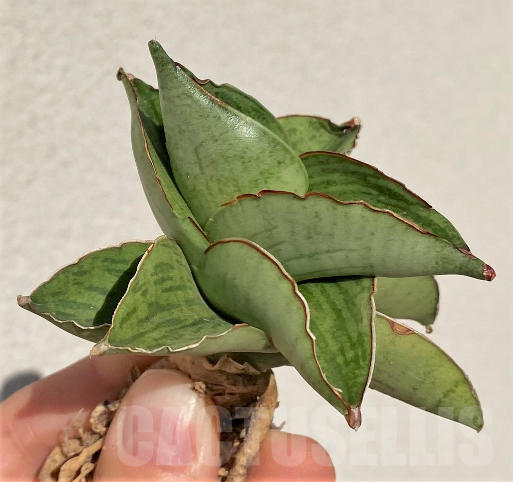 SHPR39086 Sansevieria ‘Hobbit’ hybrid – Cactus-online