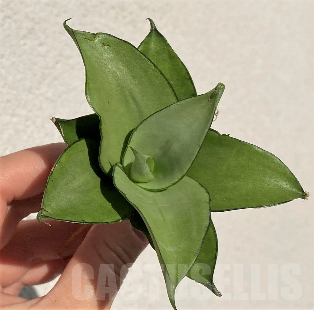 SHPR39087 Sansevieria ‘Manee Thaewee’ – Cactus-online