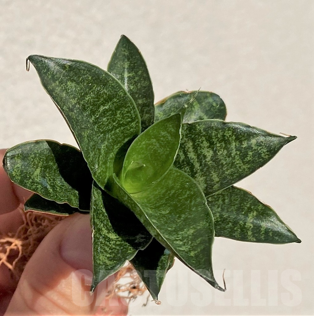 SHPR39089 Sansevieria ‘Black Castle’ – Cactus-online