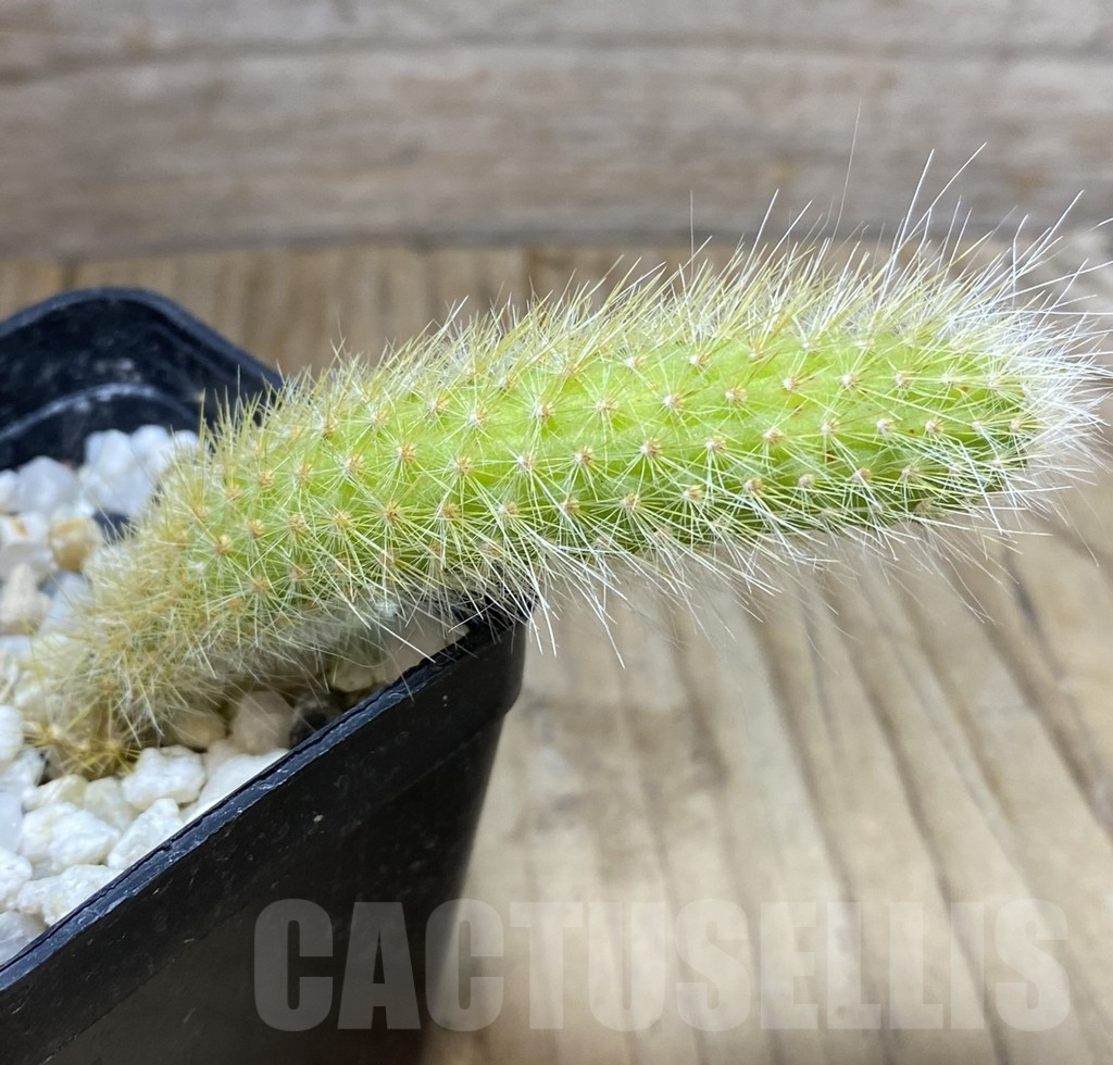 SHPR38143 Hildewintera colademononis seedling – Cactus-online