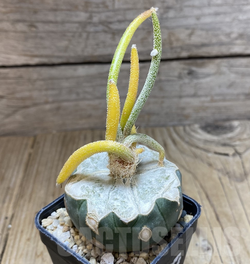 SHPR38309 Astrophytum caput-medusae f. variegata, grafted – Cactus-online