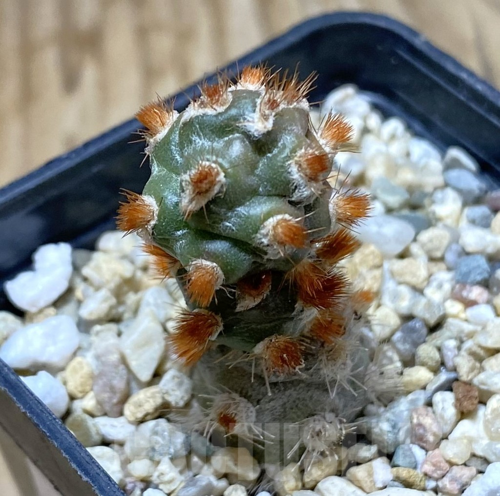 SHPR38408 Tephrocactus molinensis – Cactus-online