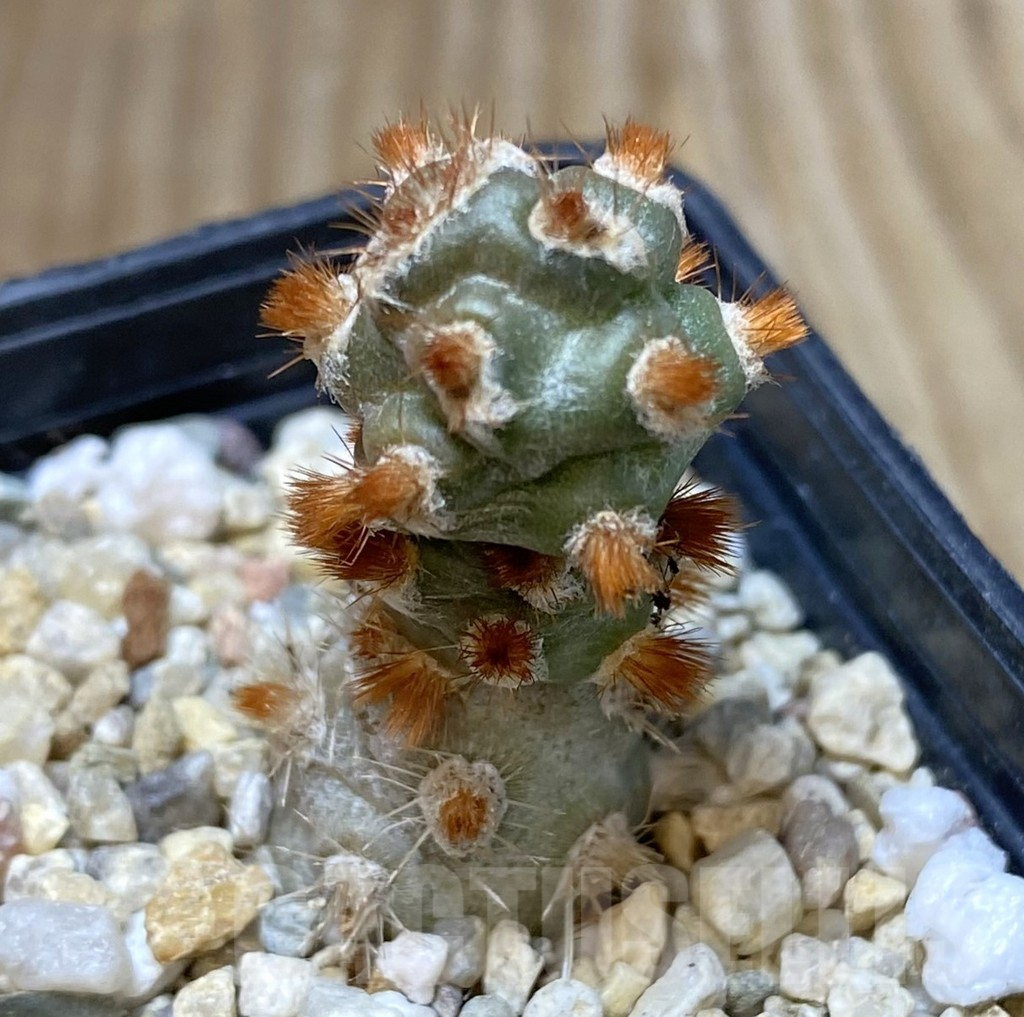 SHPR38408 Tephrocactus molinensis – Cactus-online
