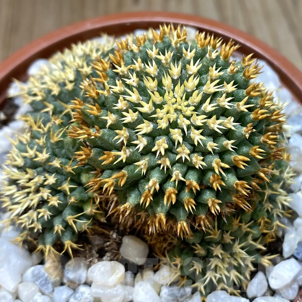 SHPR38883 Mammillaria camptotricha ‘Bru’ – Кактус онлайн
