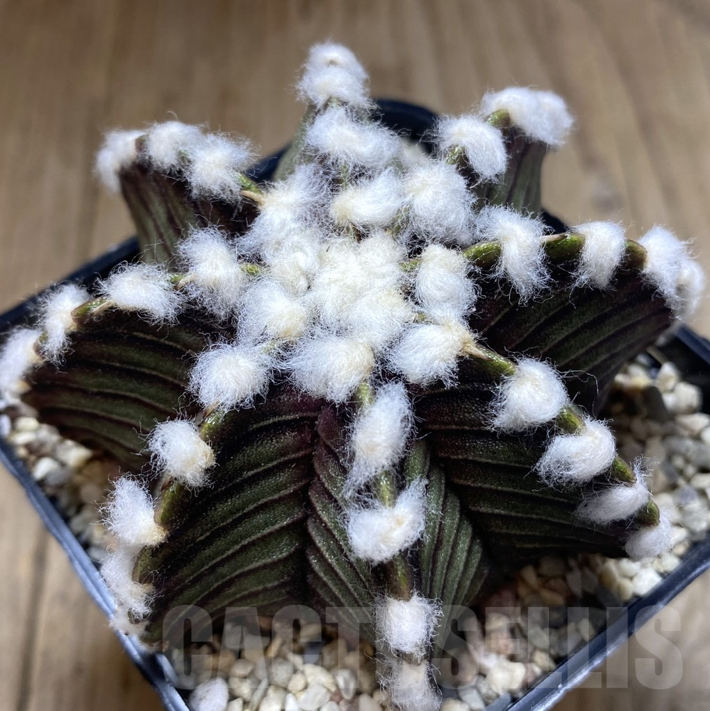 SHPR39198 Gymnocalycium friedrichii VOS 1241 select form – Кактус онлайн