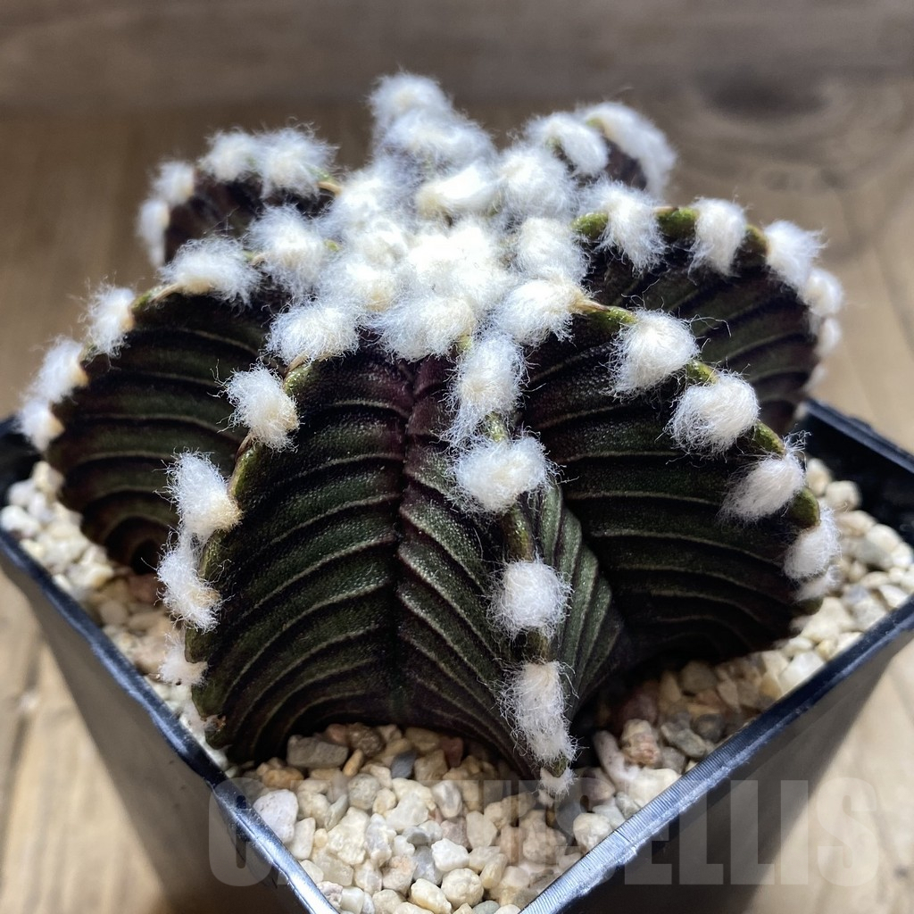 SHPR39198 Gymnocalycium friedrichii VOS 1241 select form – Кактус онлайн