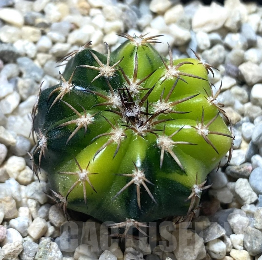 SHPR39167 Discocactus magnimammus f. variegata – Кактус онлайн