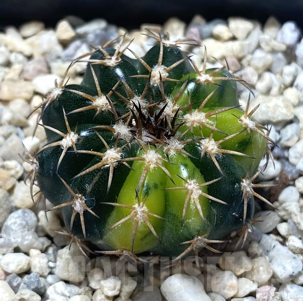 SHPR39168 Discocactus magnimammus f. variegata – Кактус онлайн