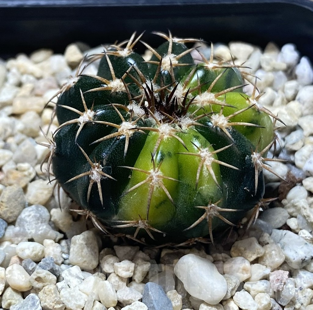 SHPR39168 Discocactus magnimammus f. variegata – Кактус онлайн