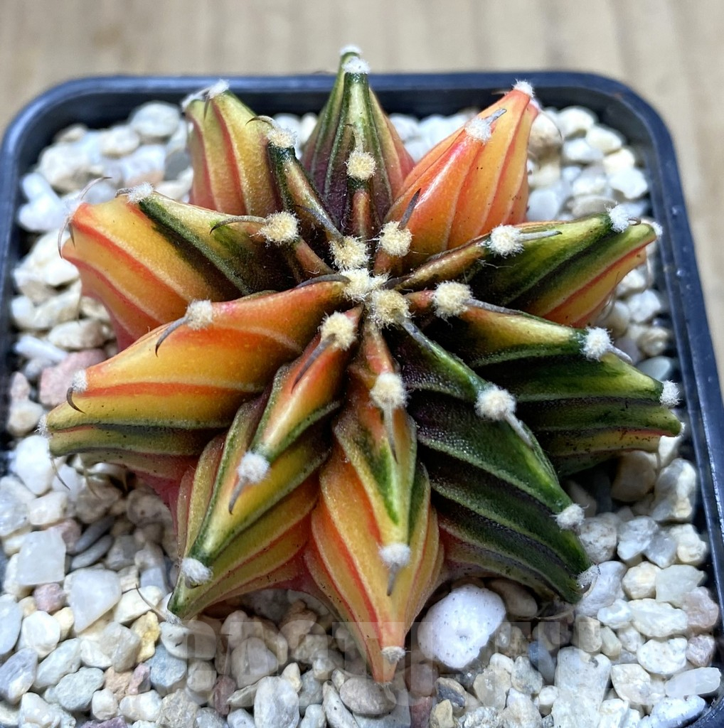 SHPR39154 Gymnocalycium friedrichii LB f. variegata, seedling – Cactus-online