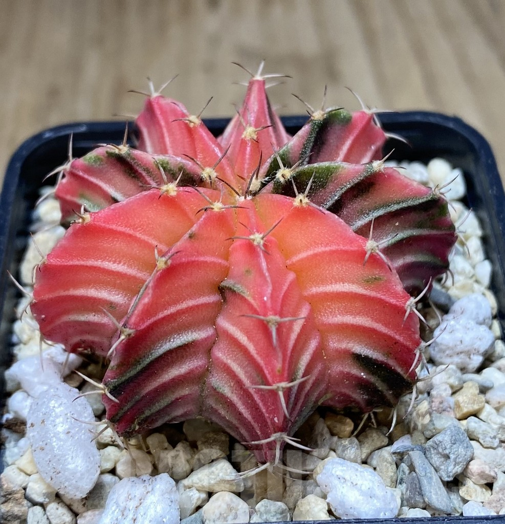 SHPR39420 Gymnocalycium friedrichii LB f. variegata seedling – Cactus-online