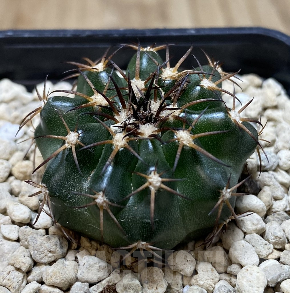 SHPR39706 Discocactus magnimammus – Кактус онлайн