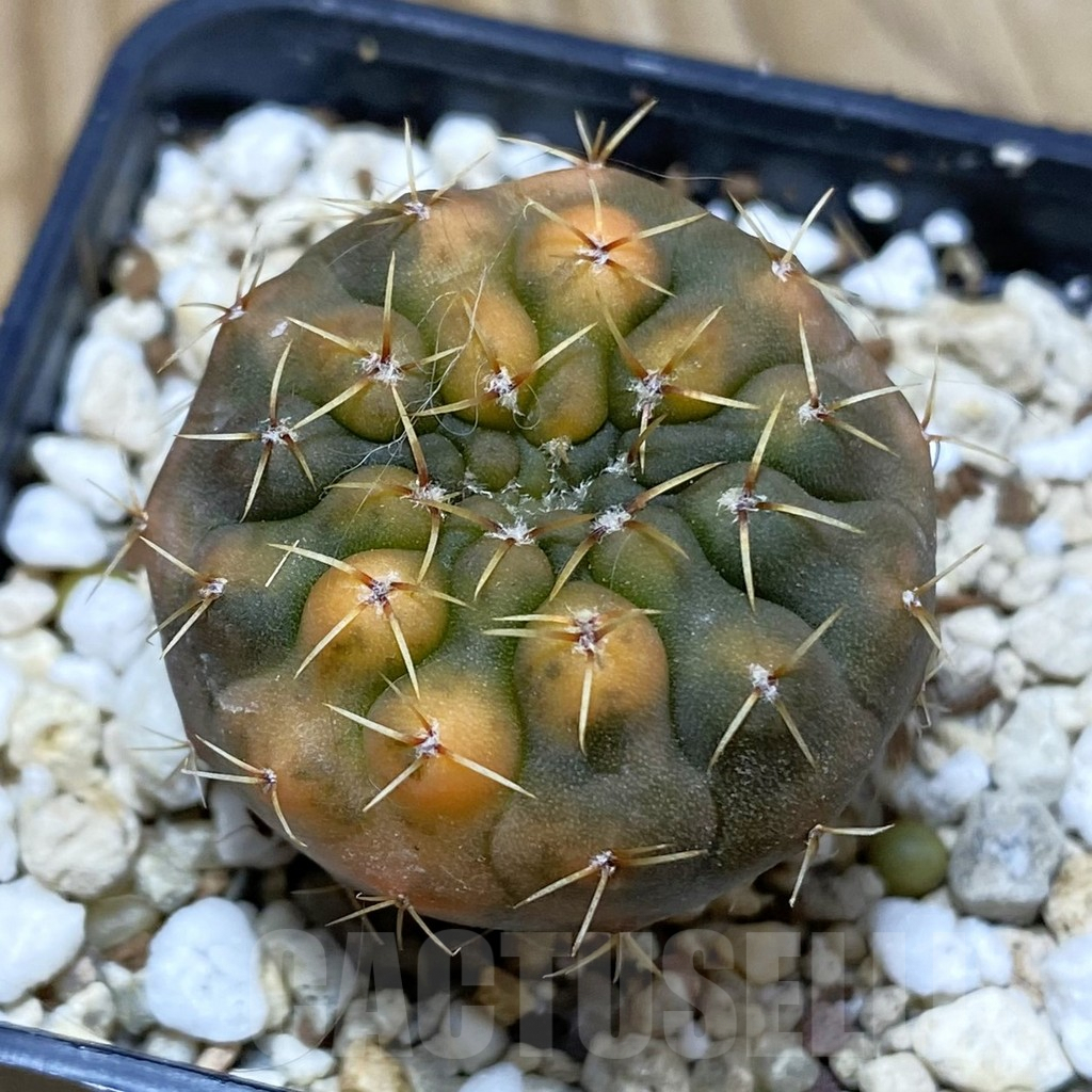 Cactus-online – Cactus-online