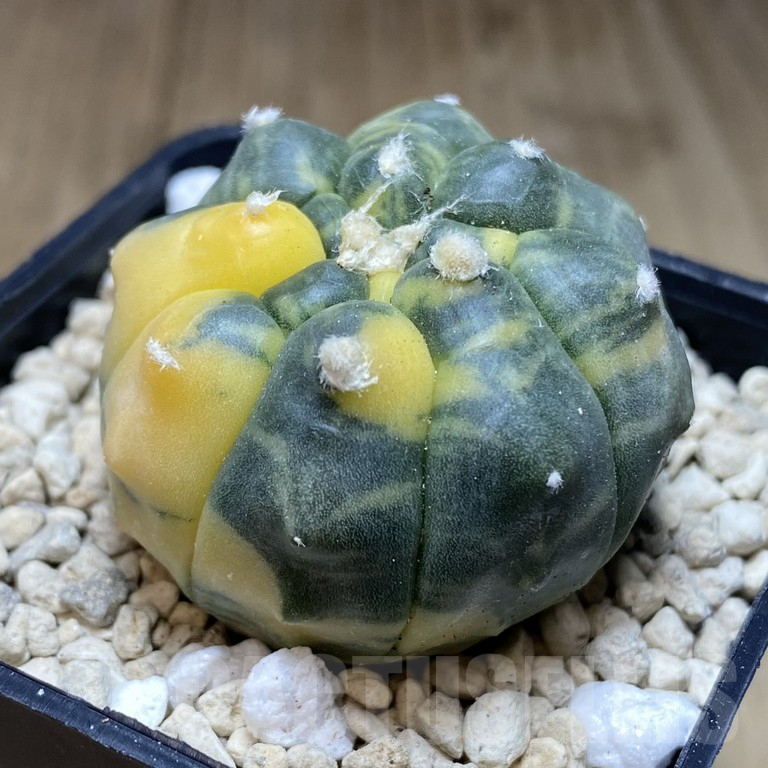 SHPR39842 Astrophytum asterias ‘Kikko’ f. variegata – Cactus-online