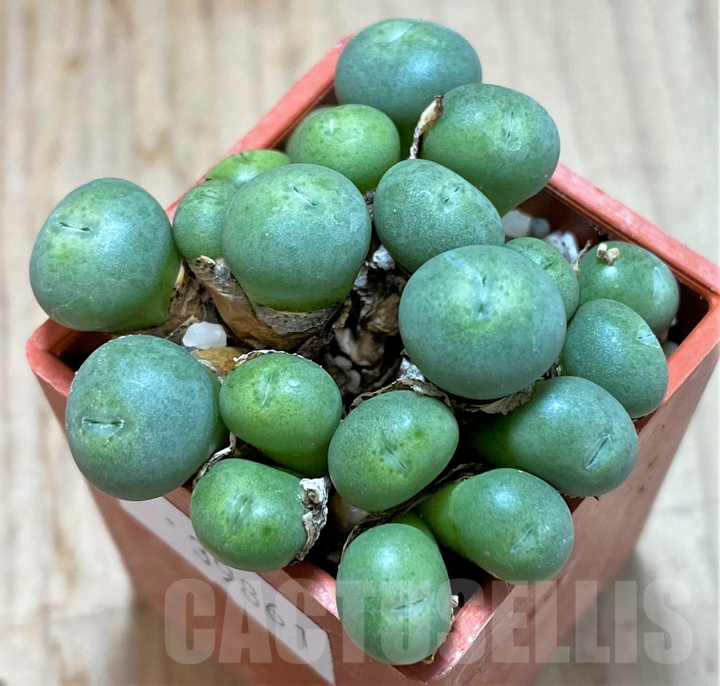 SHPR39861 Conophytum minutum – Cactus-online