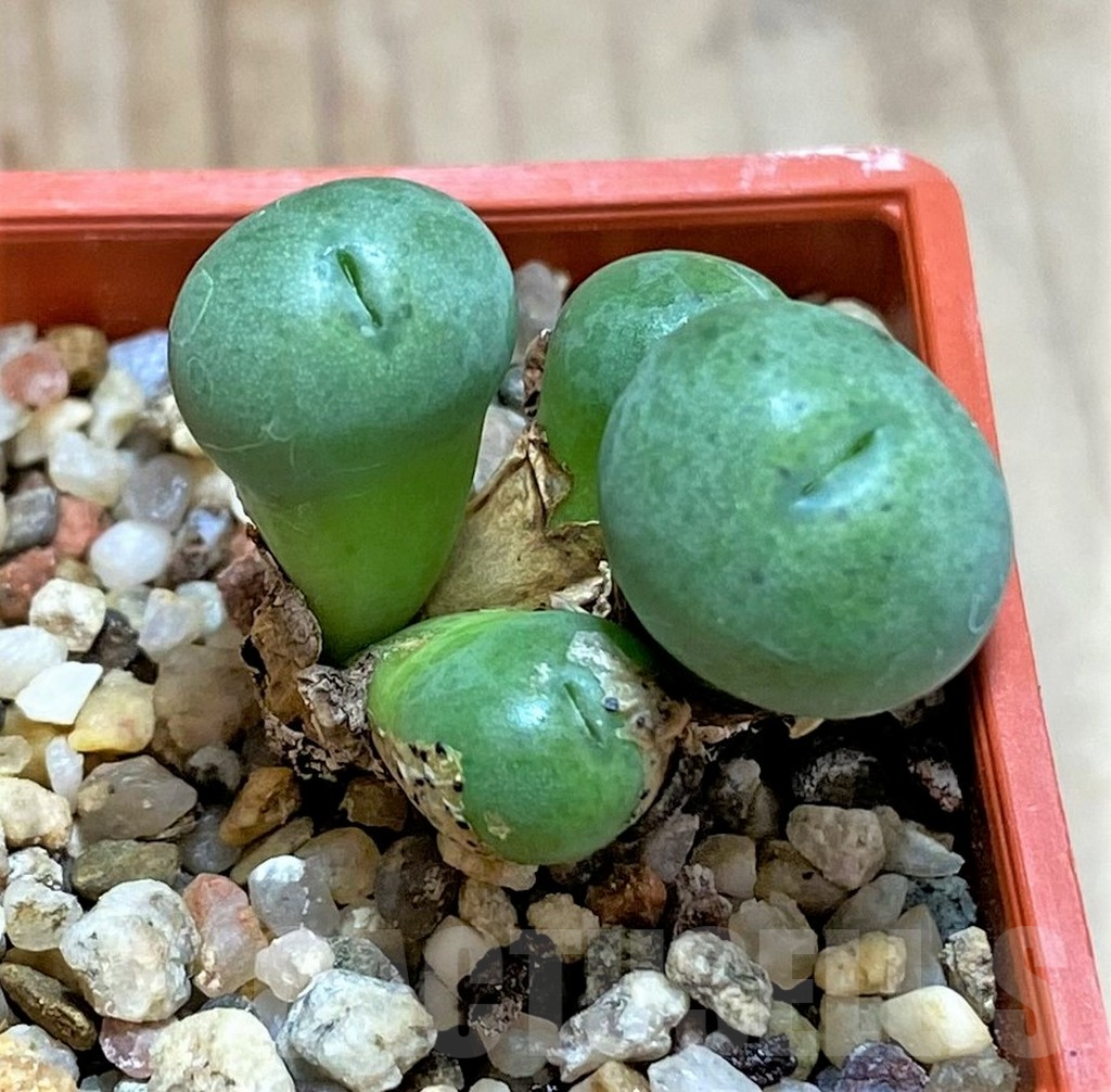 SHPR39863 Conophytum minutum – Cactus-online