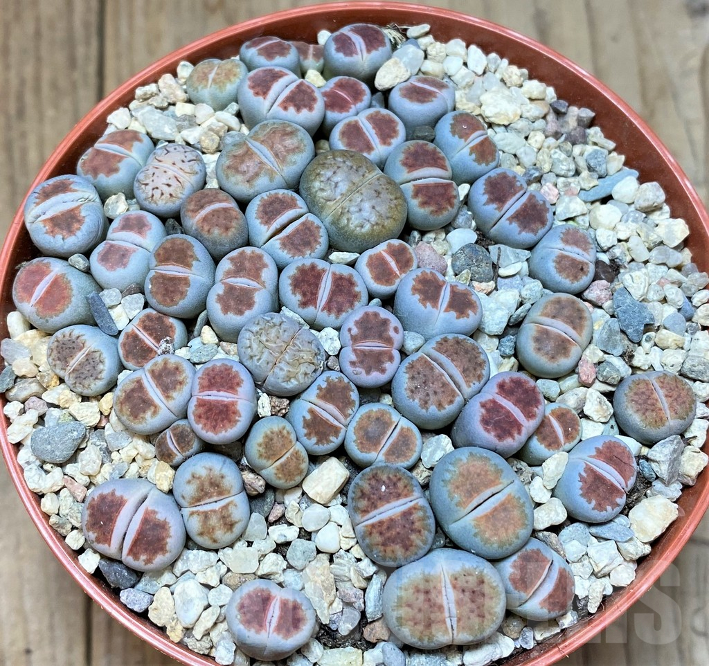 SHPR40000 Lithops karasmontana ‘Red Brown’ – Кактус онлайн