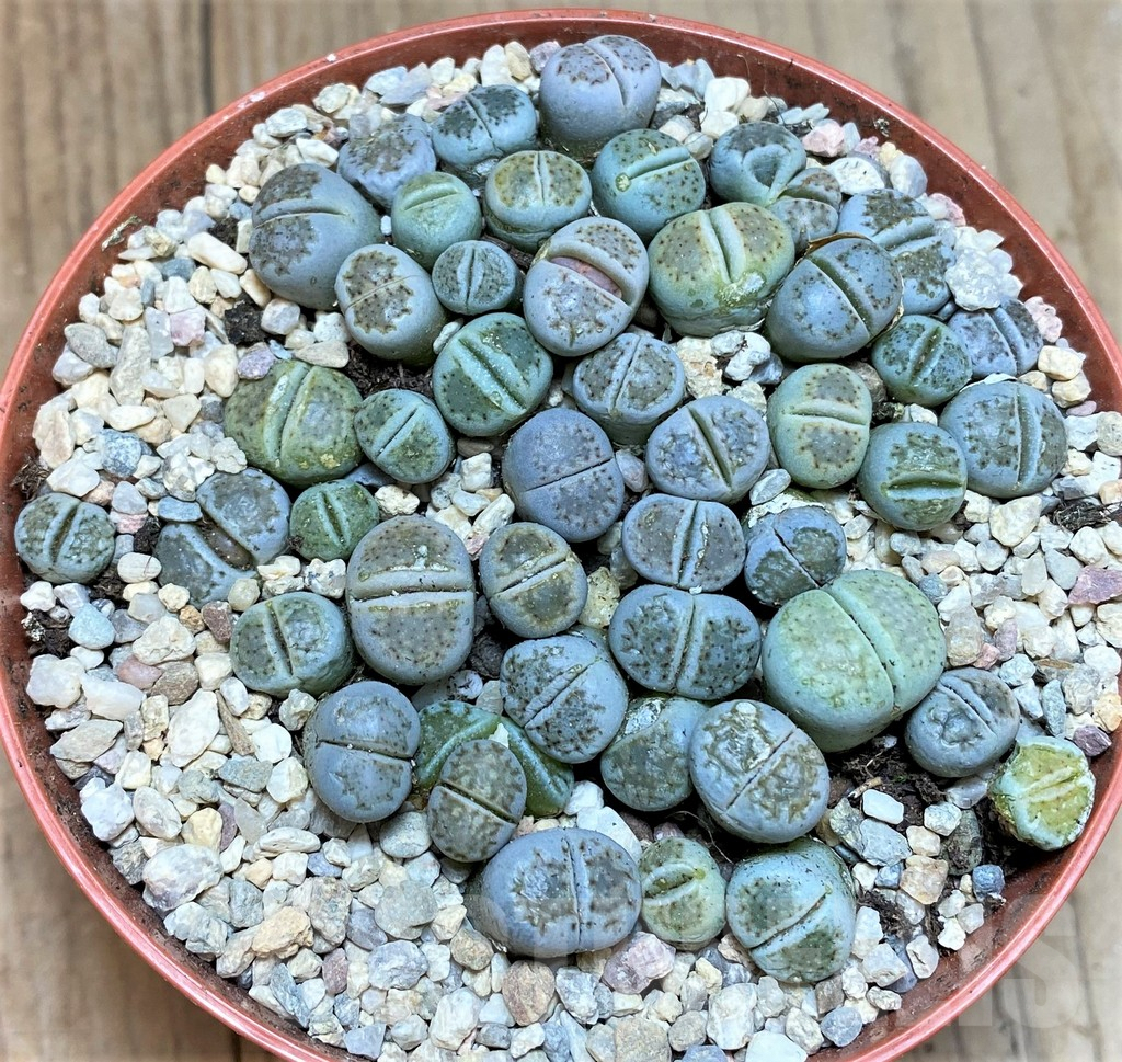 SHPR40003 Lithops fulleri v. rouxii – Cactus-online