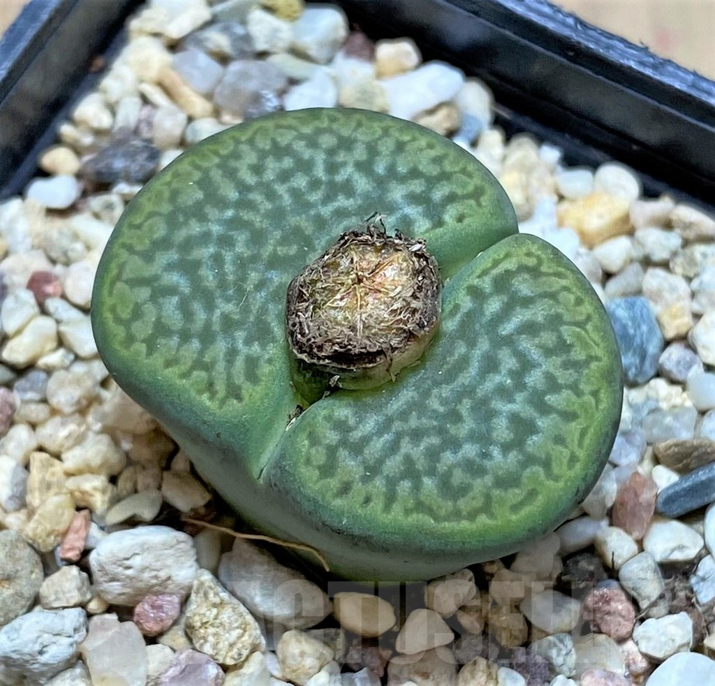 SHPR40010 Lithops hookeri ‘Annarosa’, with seeds capsul – Кактус онлайн