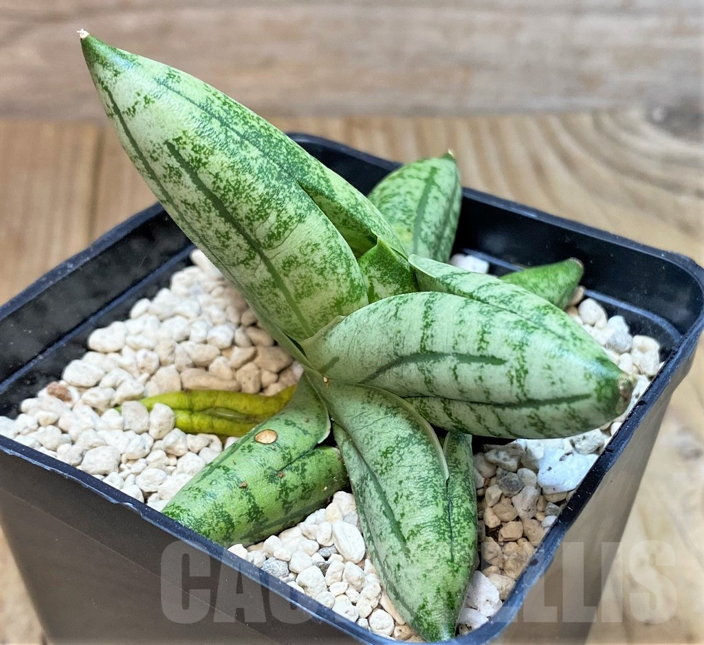 SHPR40192 Sansevieria ‘Manee’ – Cactus-online