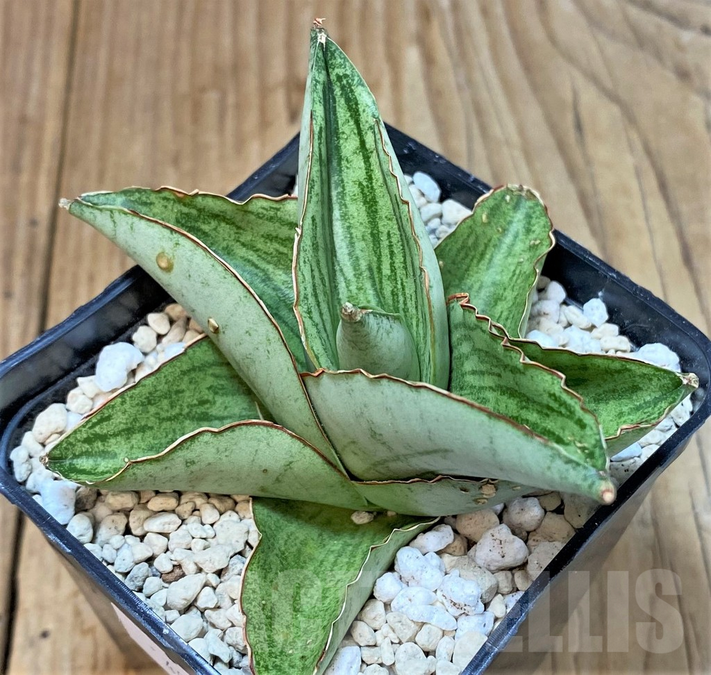 SHPR40198 Sansevieria ‘Hobbit’ hybrid – Cactus-online