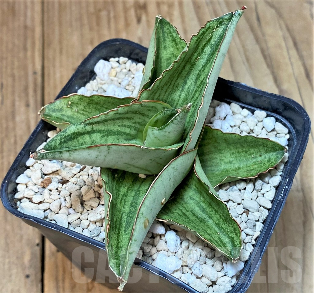 SHPR40198 Sansevieria ‘Hobbit’ hybrid – Cactus-online