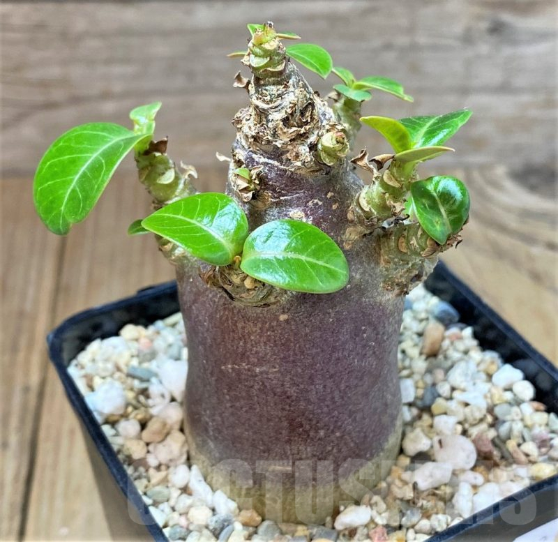 SHPR40362 Adenium arabicum ‘Black form’ – Cactus-online